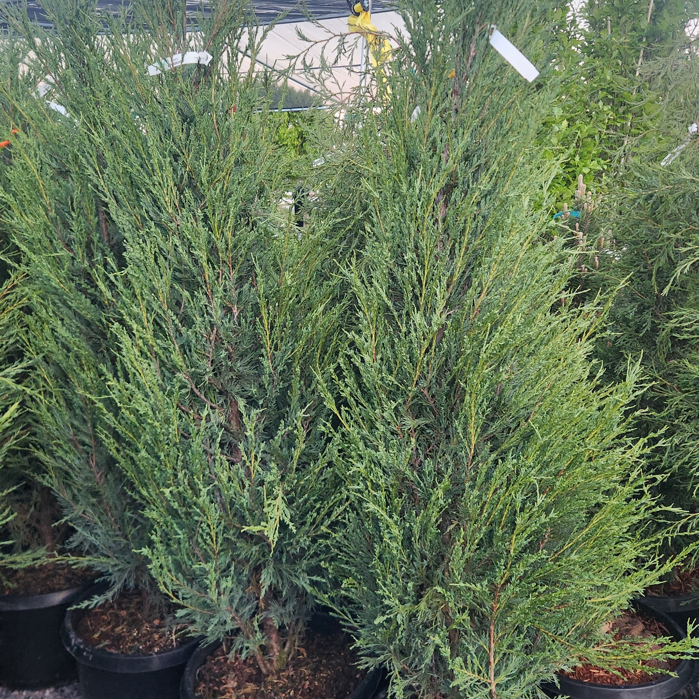 skyrocket juniper